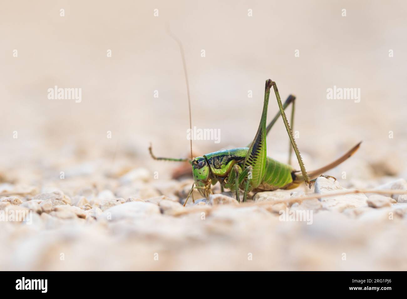 Eupholidoptera schmidti hi-res stock photography and images - Alamy