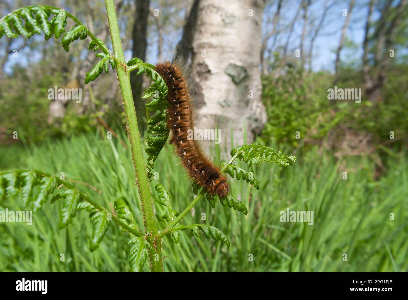 Macrothylacia rubi fox moth hi-res stock photography and images - Alamy