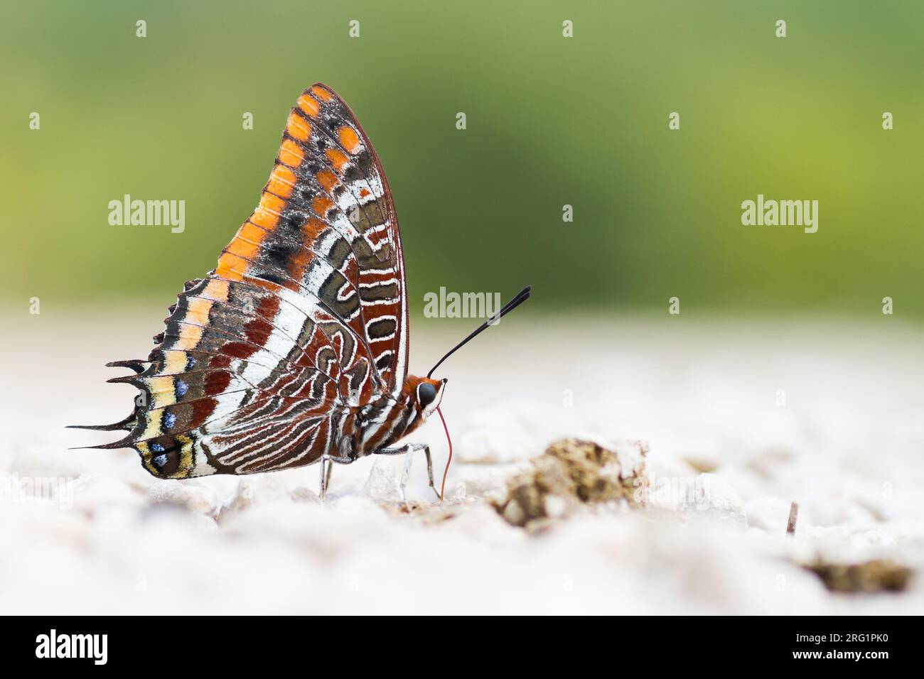 Charaxes jasius - Two-tailed Pasha - Erdbeerbaumfalter, Bosnia ...