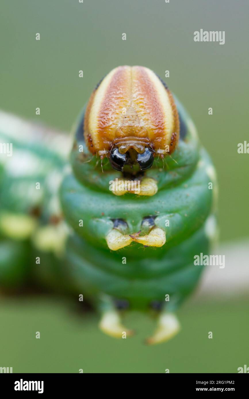 Sphinx pinastri - Pine Hawk-Moth - Kiefernschwärmer, Croatia, larvae ...
