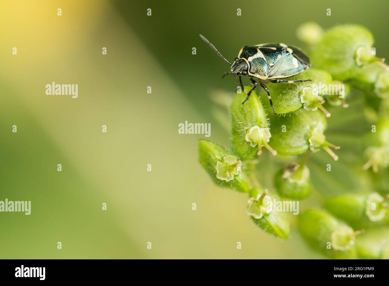 Eurydema oleraceum - Rape bug - Kohlwanze, Austria, imago Stock Photo ...