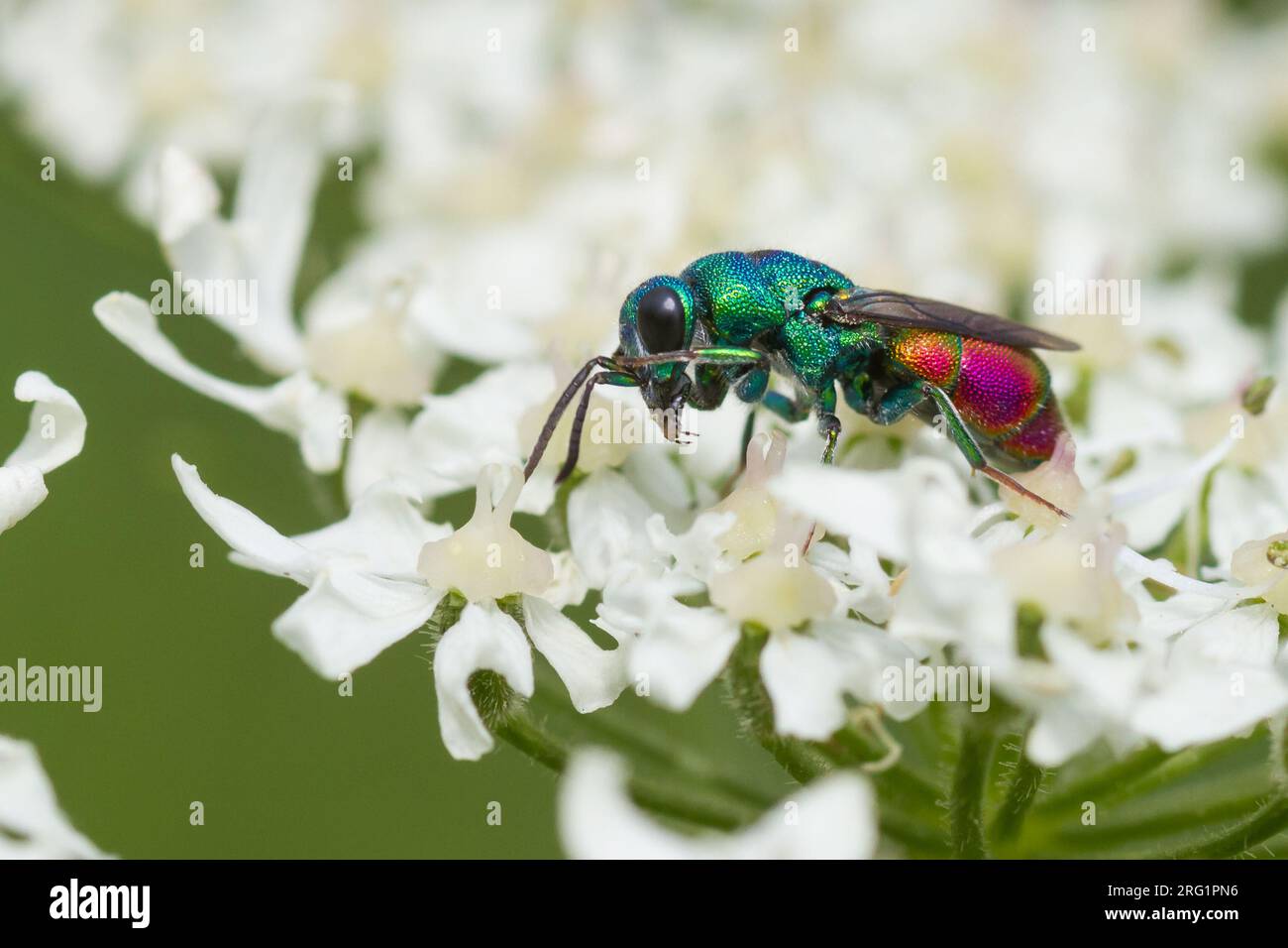 Chrysis species hi-res stock photography and images - Alamy