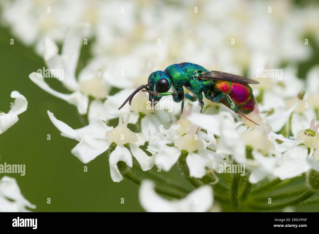 Chrysis species hi-res stock photography and images - Alamy