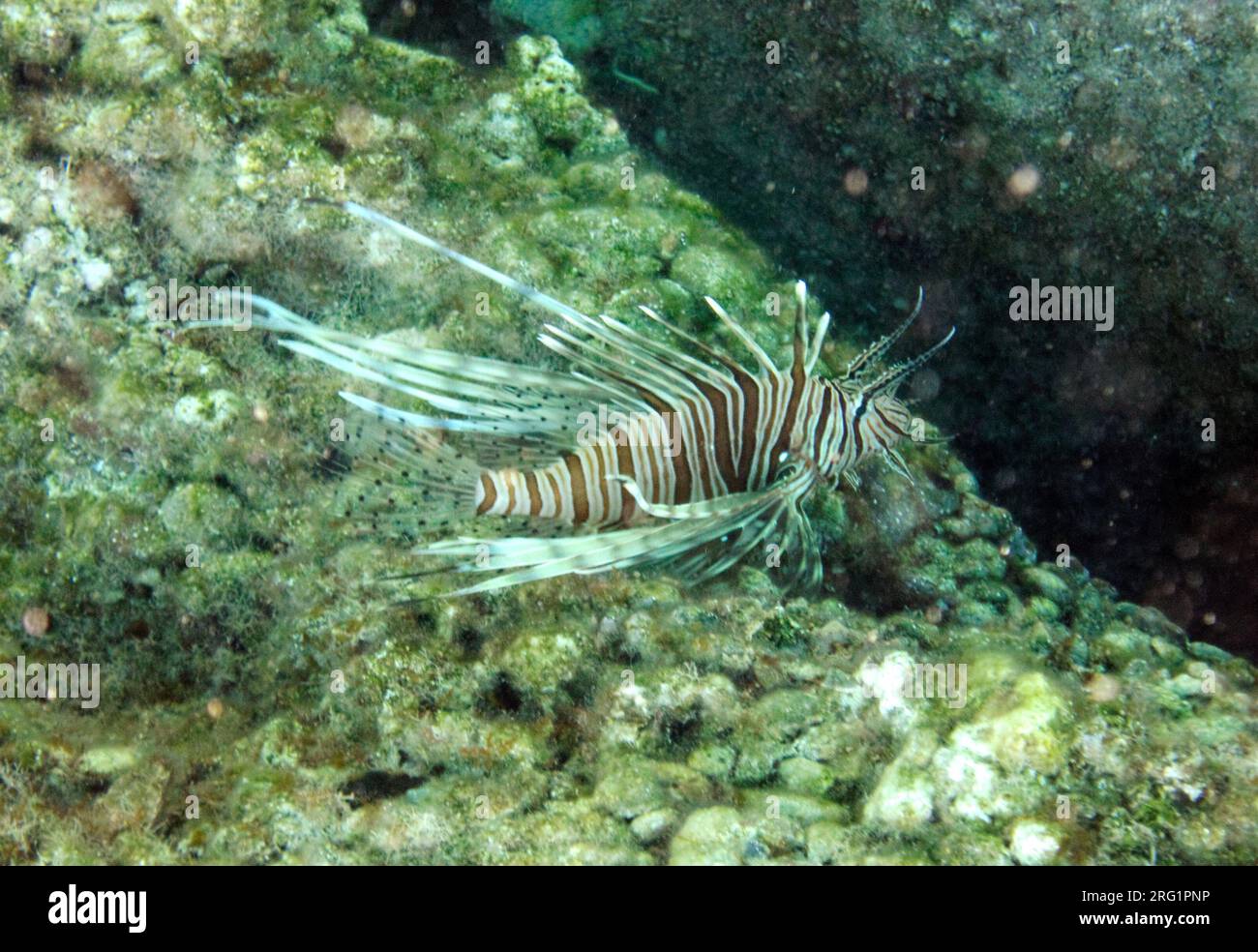 Devil Lionfish Pterois miles an invasive species, Tilos Island ...