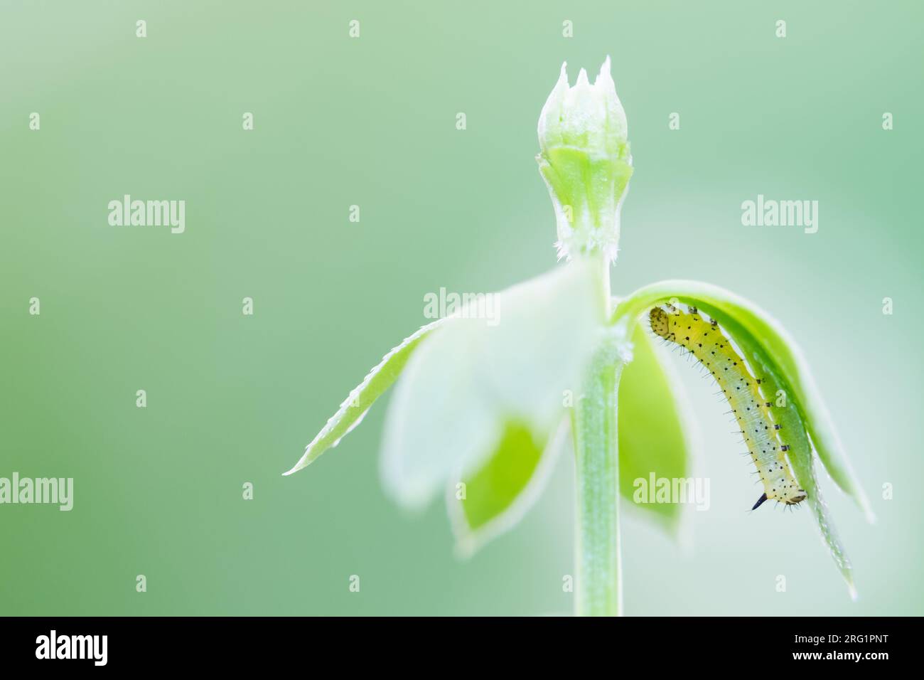 Macroglossum stellatarum - Hummingbird Hawk-Moth - Taubenschwänzchen ...