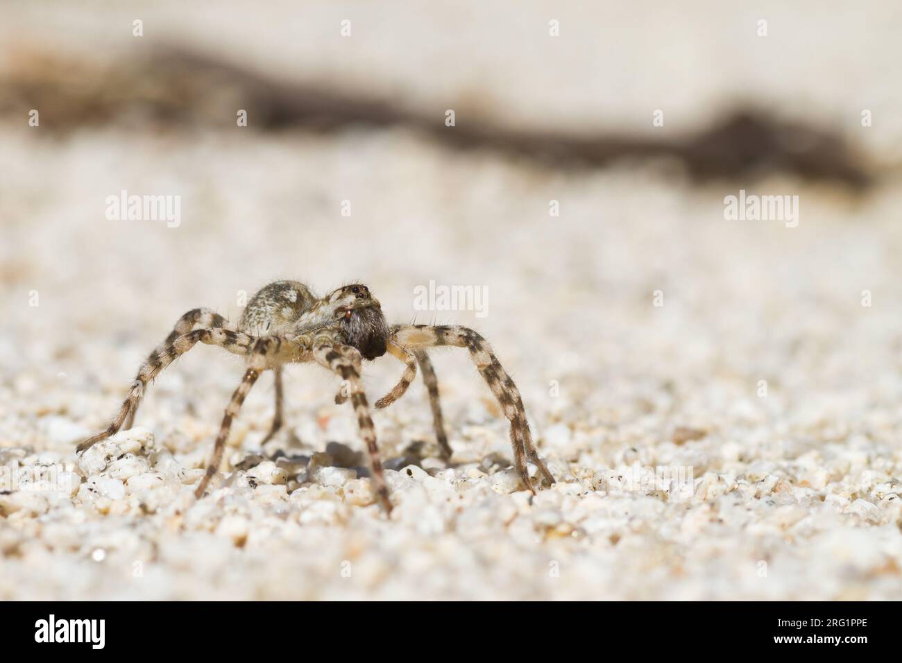 Arctosa cinerea - Flussuferwolfspinne, Kazakhstan Stock Photo - Alamy