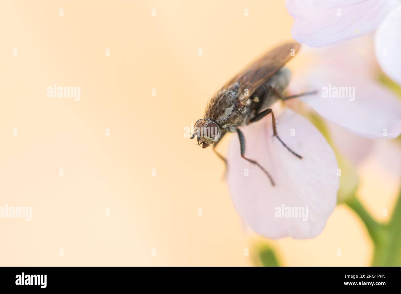 Fucellia sp. - Seaweed fly - Tangfliege, Germany (Hamburg), imago Stock ...