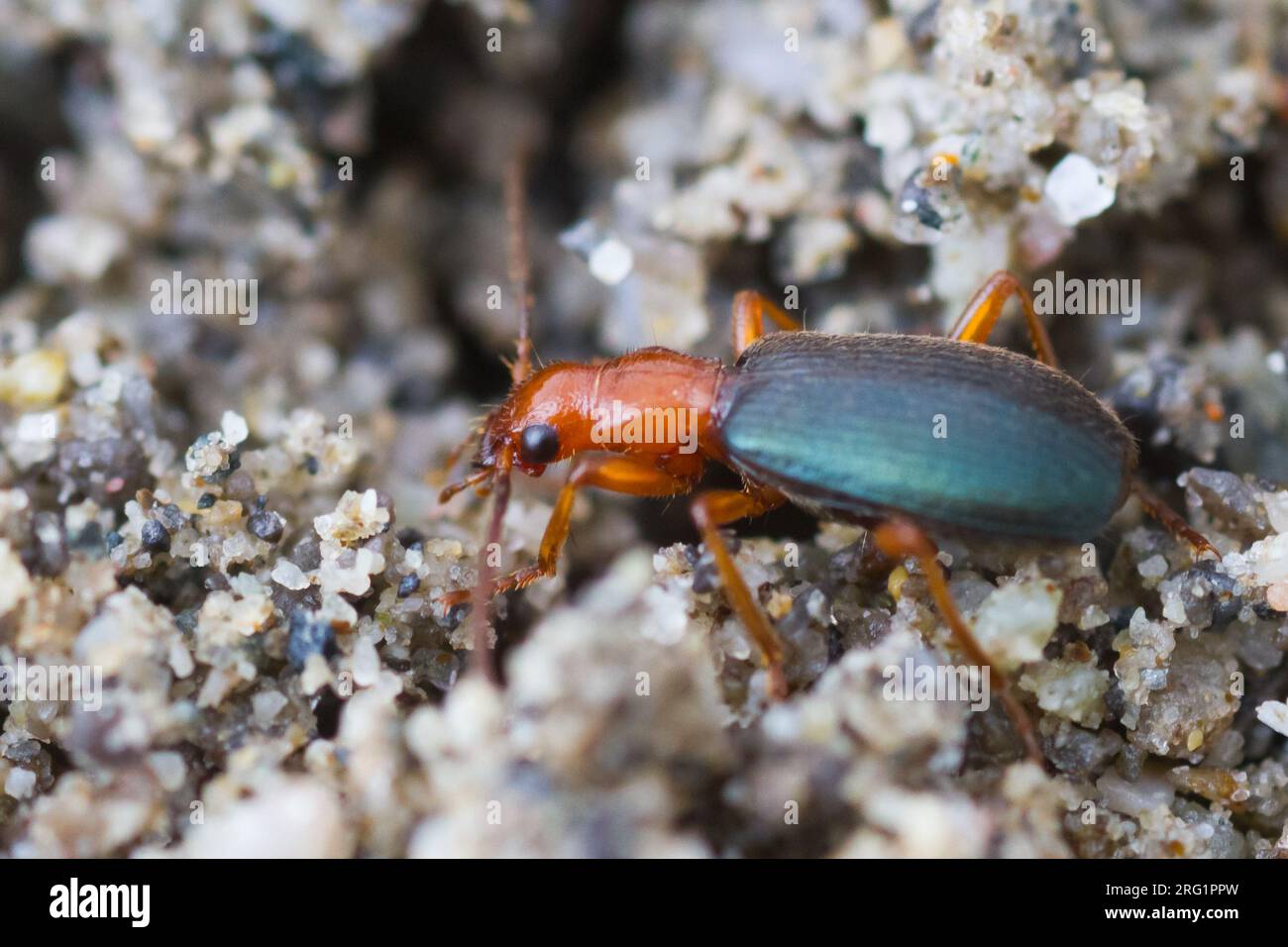 Brachinus crepitans - Große Bombardierkäfer, Germany (Baden-Württemberg ...
