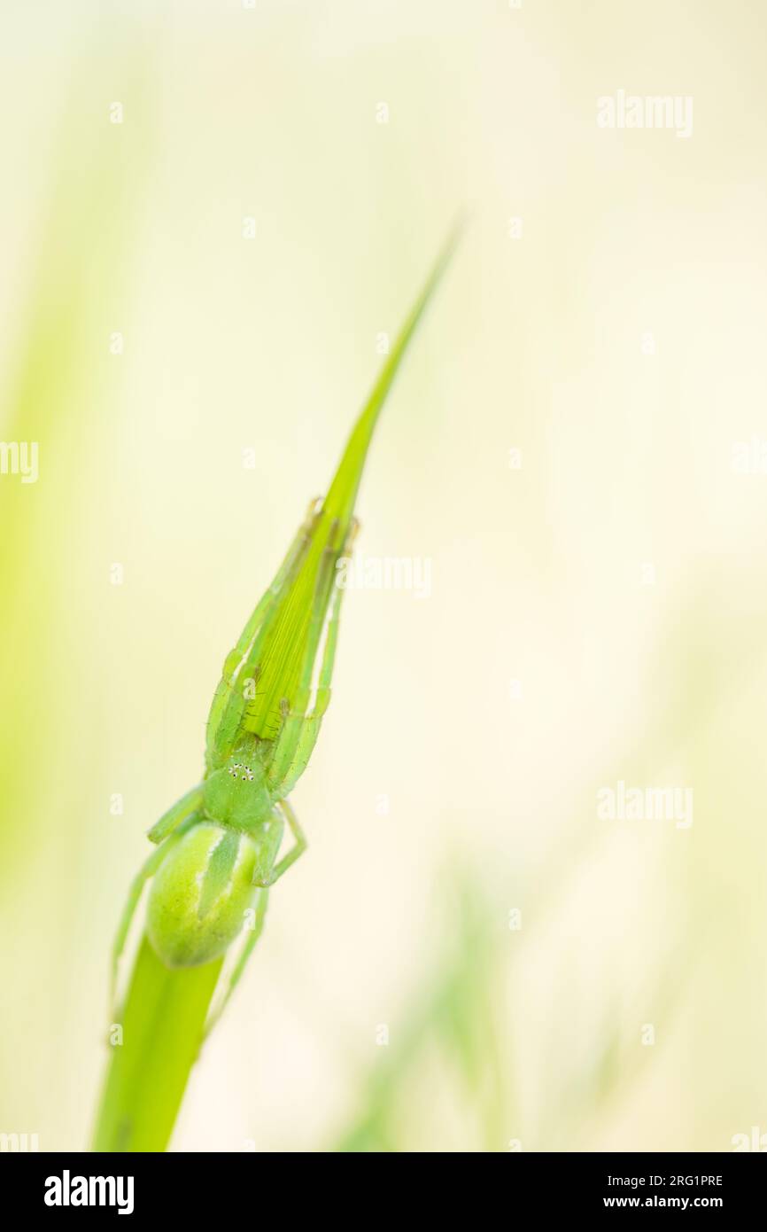 Micrommata virescens - Green Huntsman spider, Russia (Baikal Stock ...