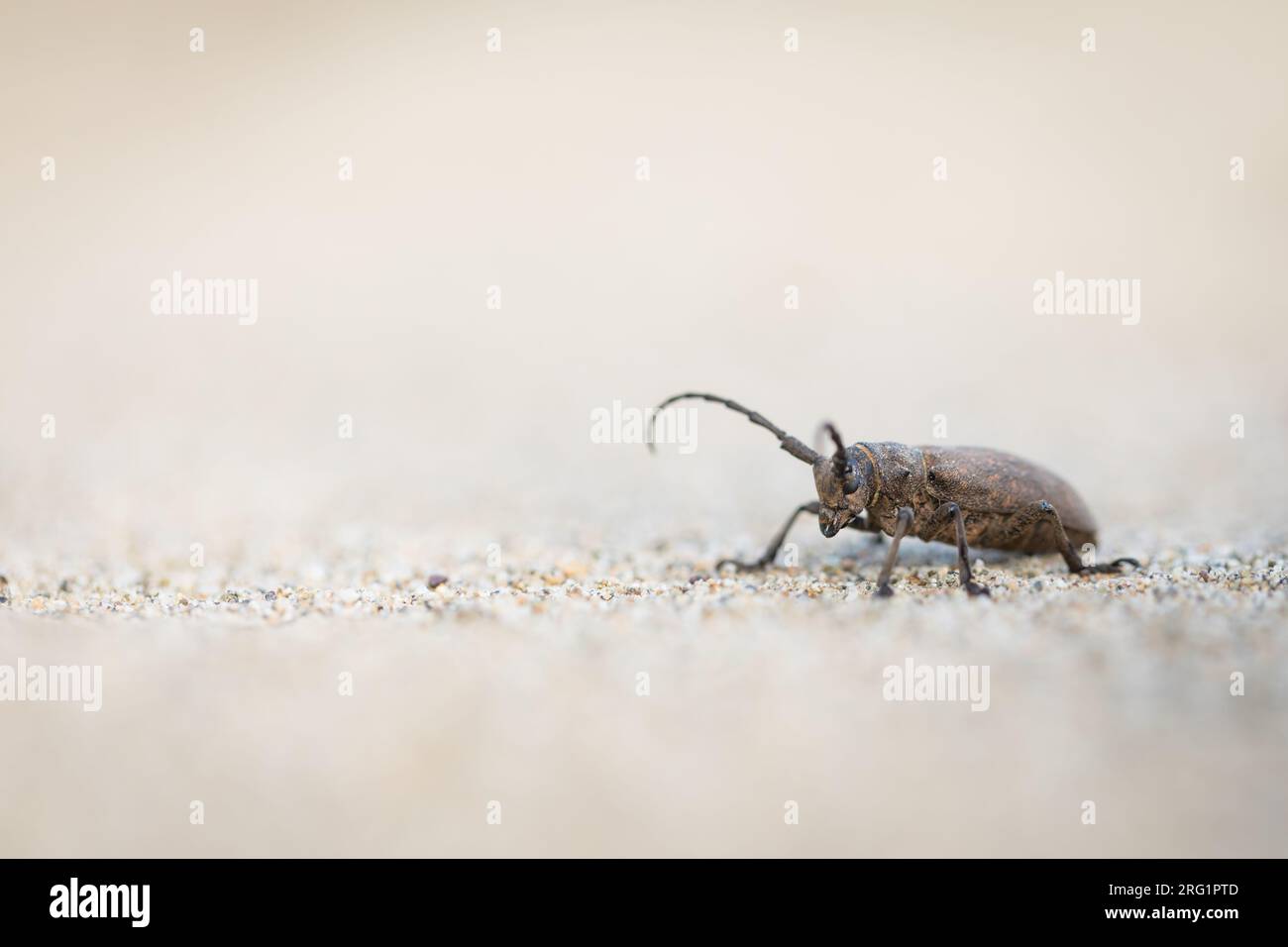 Lamia textor - Weaver beetle - Weberbock, Russia (Baikal), imago Stock ...