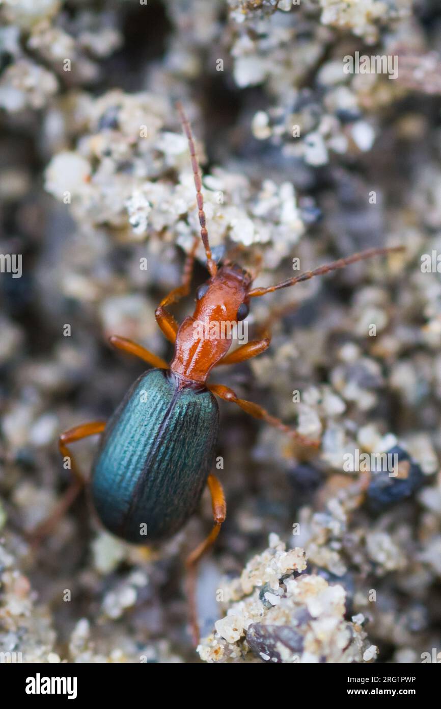 Brachinus crepitans - Große Bombardierkäfer, Germany (Baden-Württemberg ...