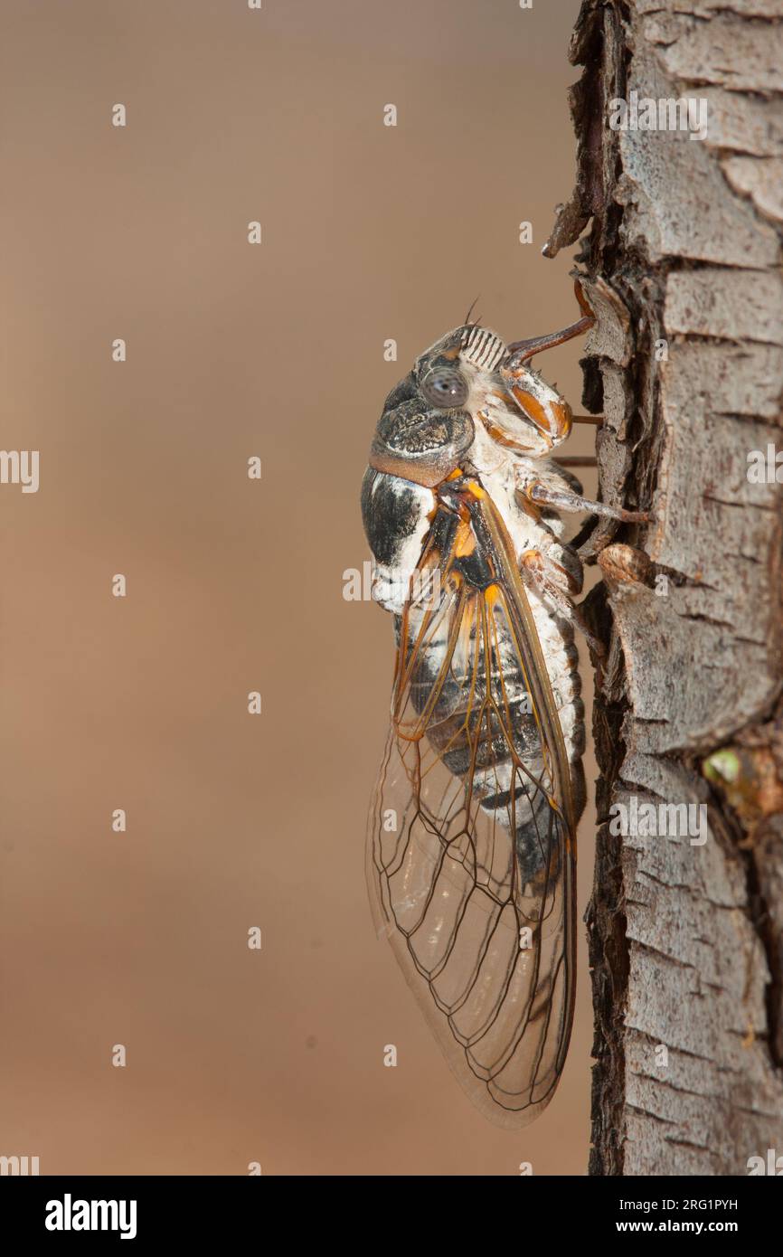 Common cicada species hi-res stock photography and images - Alamy