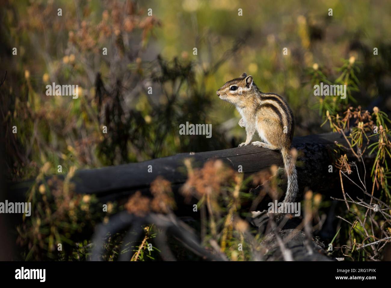 Adult Siberian Chipmunk (Tamias sibiricus) in forest in Russia ...