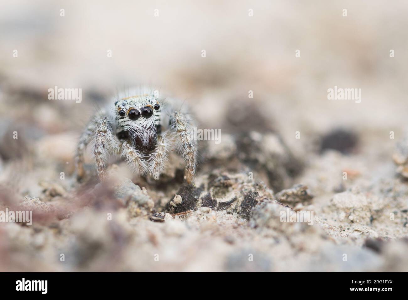 Philaeus chrysops - Goldaugen-Springspinne, Kyrgyzstan Stock Photo - Alamy
