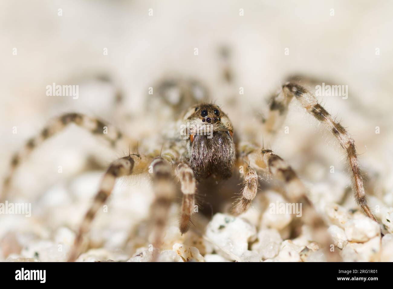 Arctosa cinerea - Flussuferwolfspinne, Kazakhstan Stock Photo - Alamy