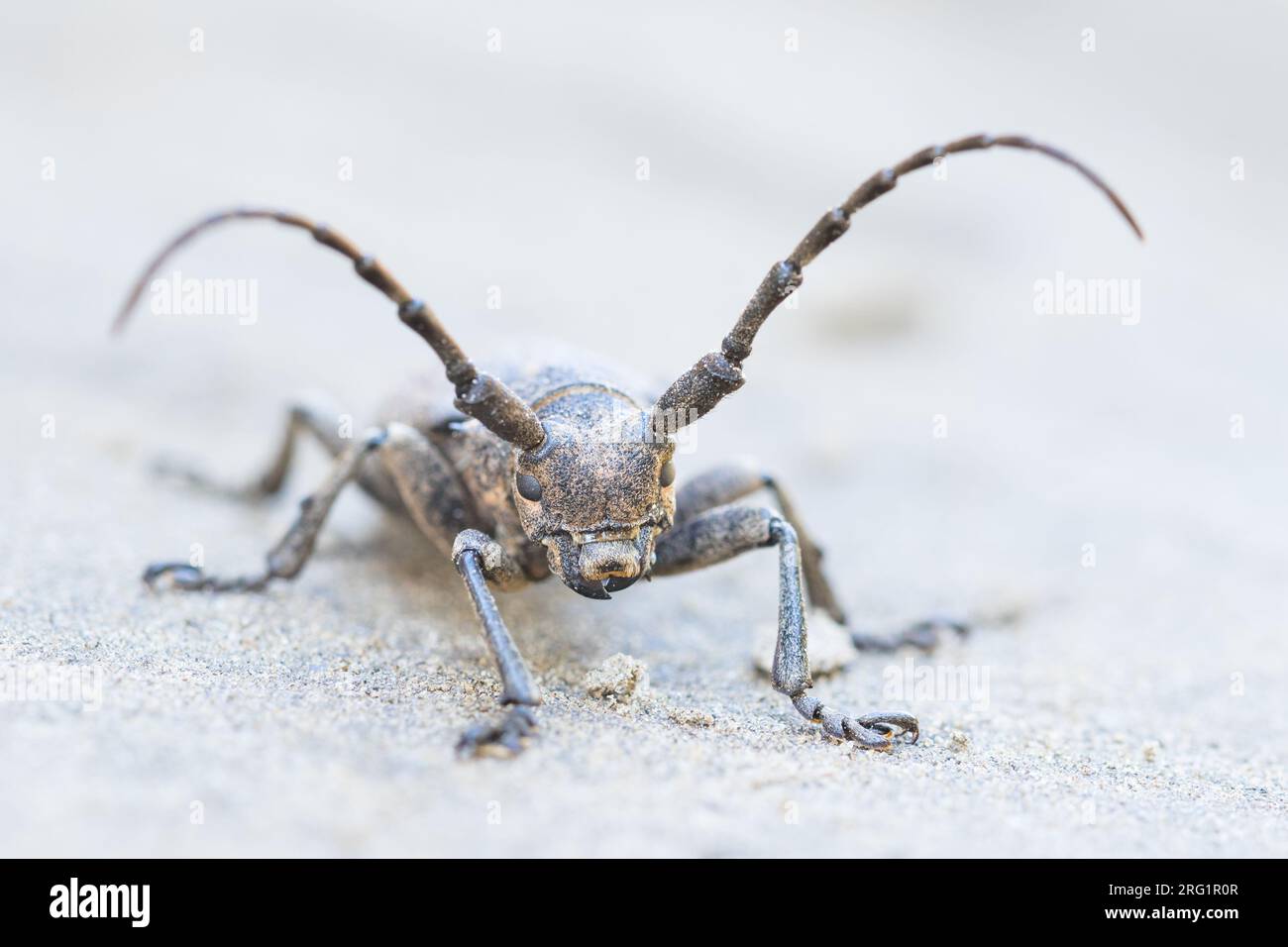 Lamia textor - Weaver beetle - Weberbock, Russia (Baikal), imago Stock ...
