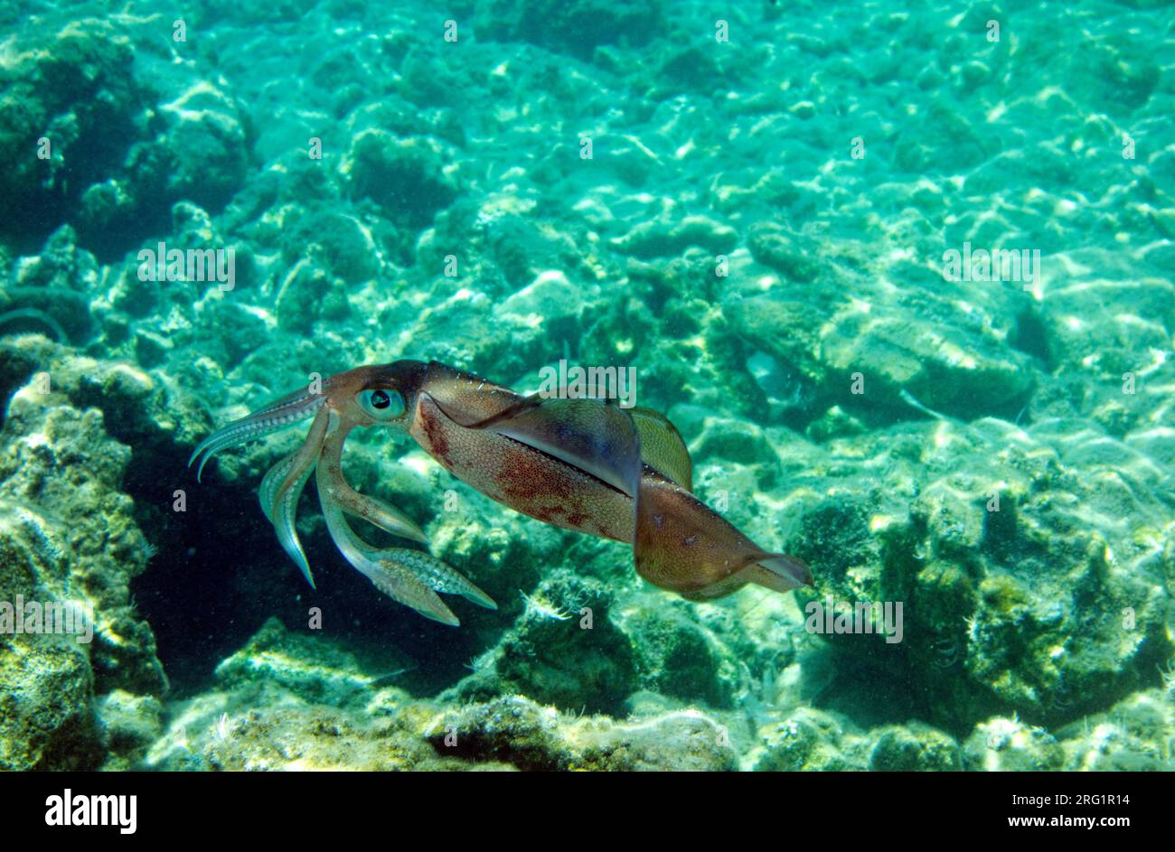 Common or European Squid, Loligo vulgaris, Tilos Island, Dodecanese ...