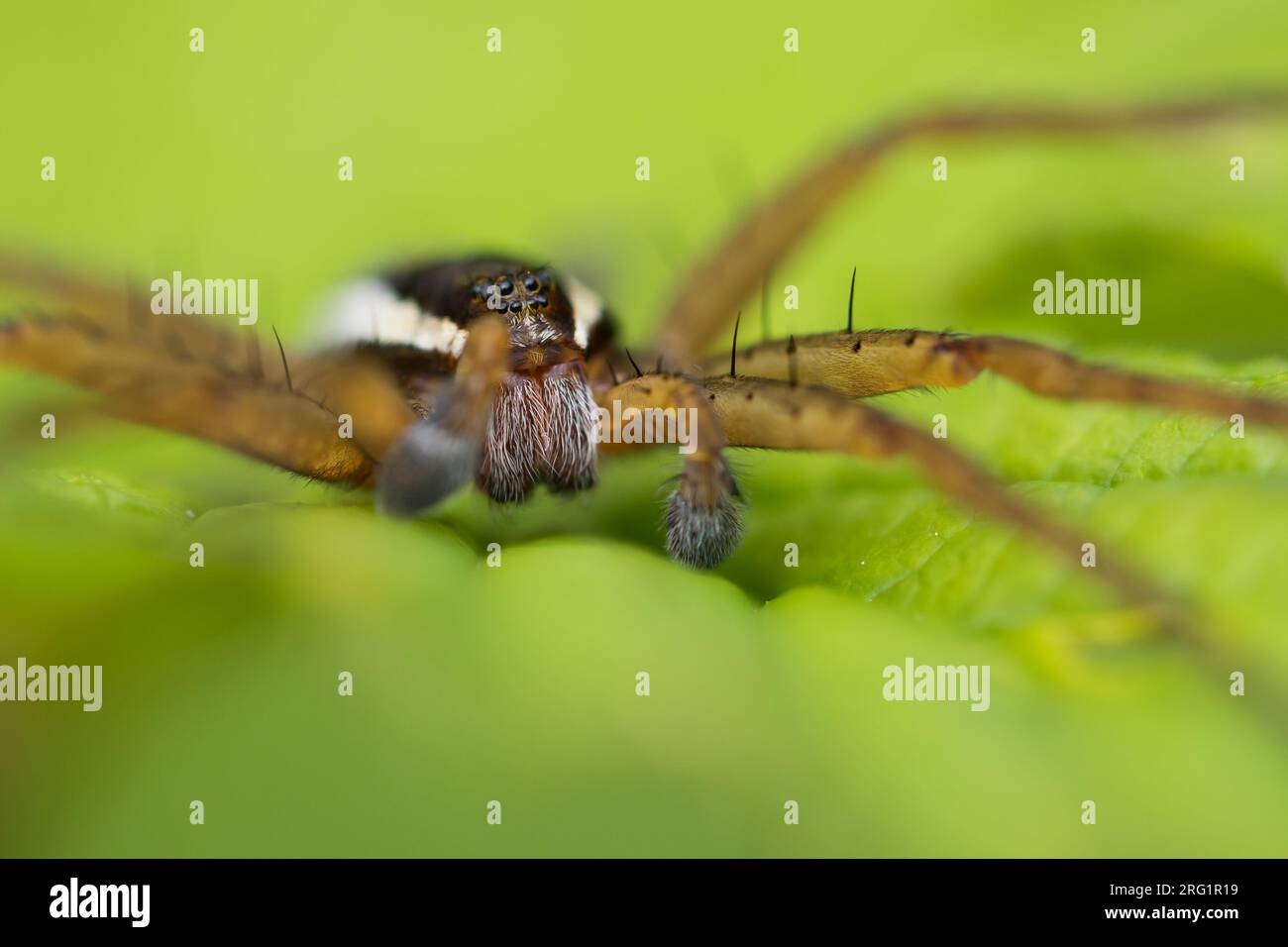 Dolomedes fimbriatus - Raft spider - Gerandete Jagdspinne, Russia ...