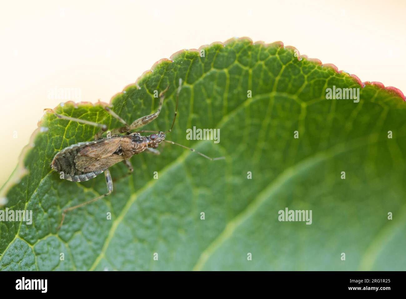 Himacerus mirmicoides - Ant damsel bug - Ameisensichelwanze, Germany ...