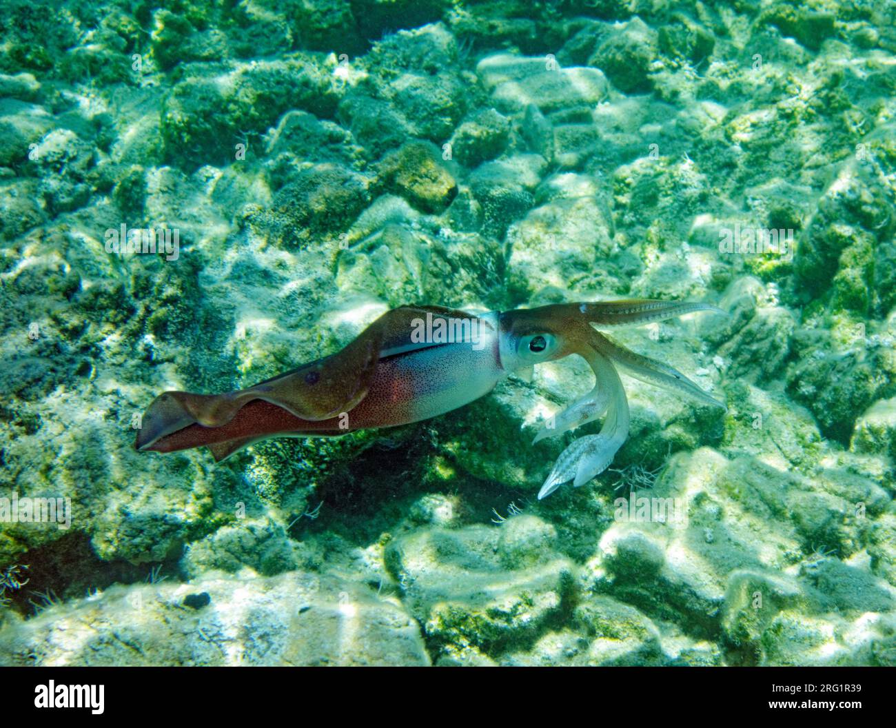 Loligo vulgaris hi-res stock photography and images - Alamy