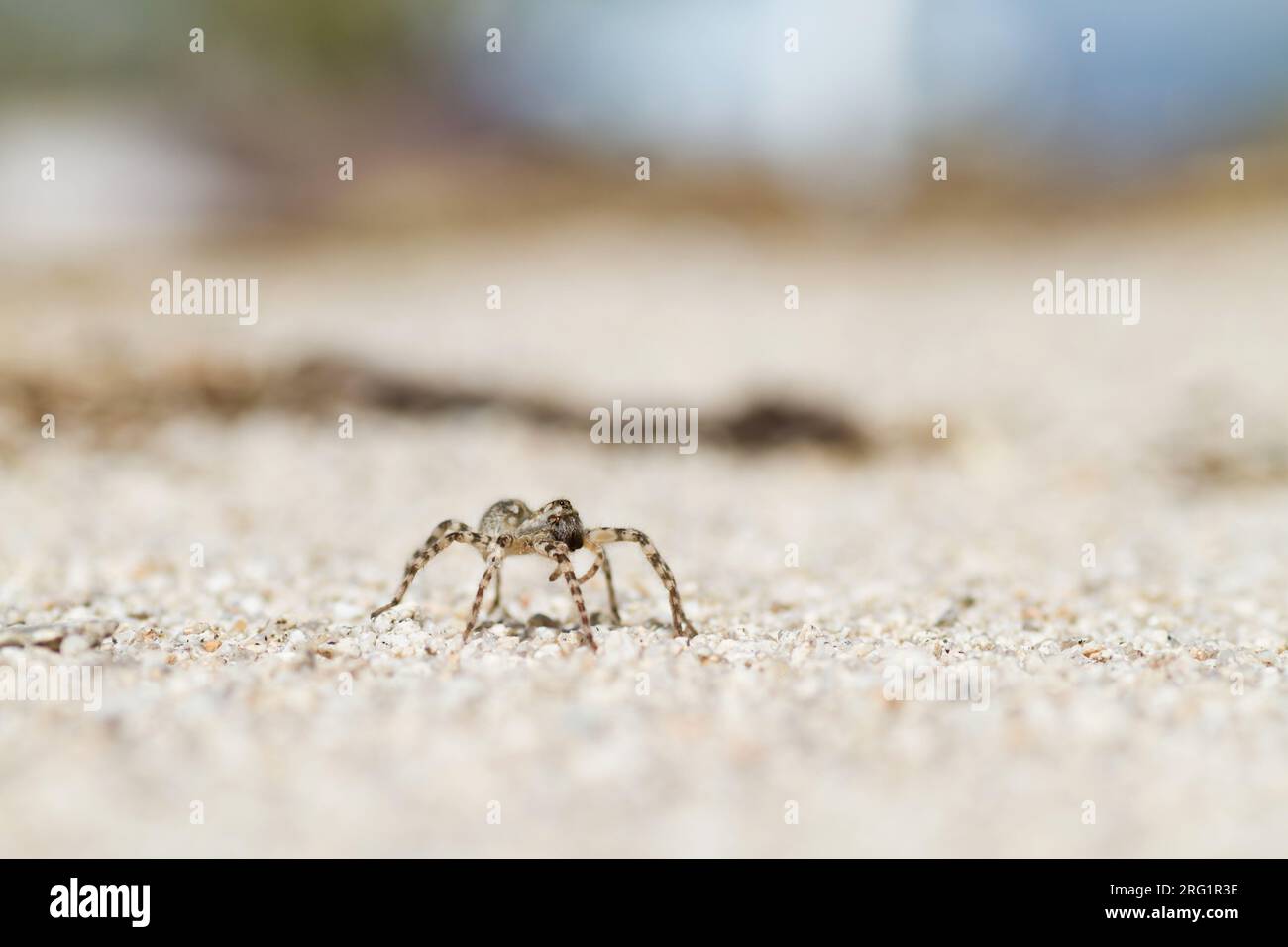 Arctosa cinerea - Flussuferwolfspinne, Kazakhstan Stock Photo - Alamy