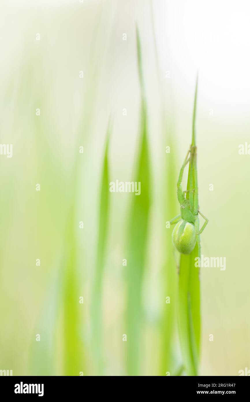 Micrommata virescens - Green Huntsman spider, Russia (Baikal Stock ...