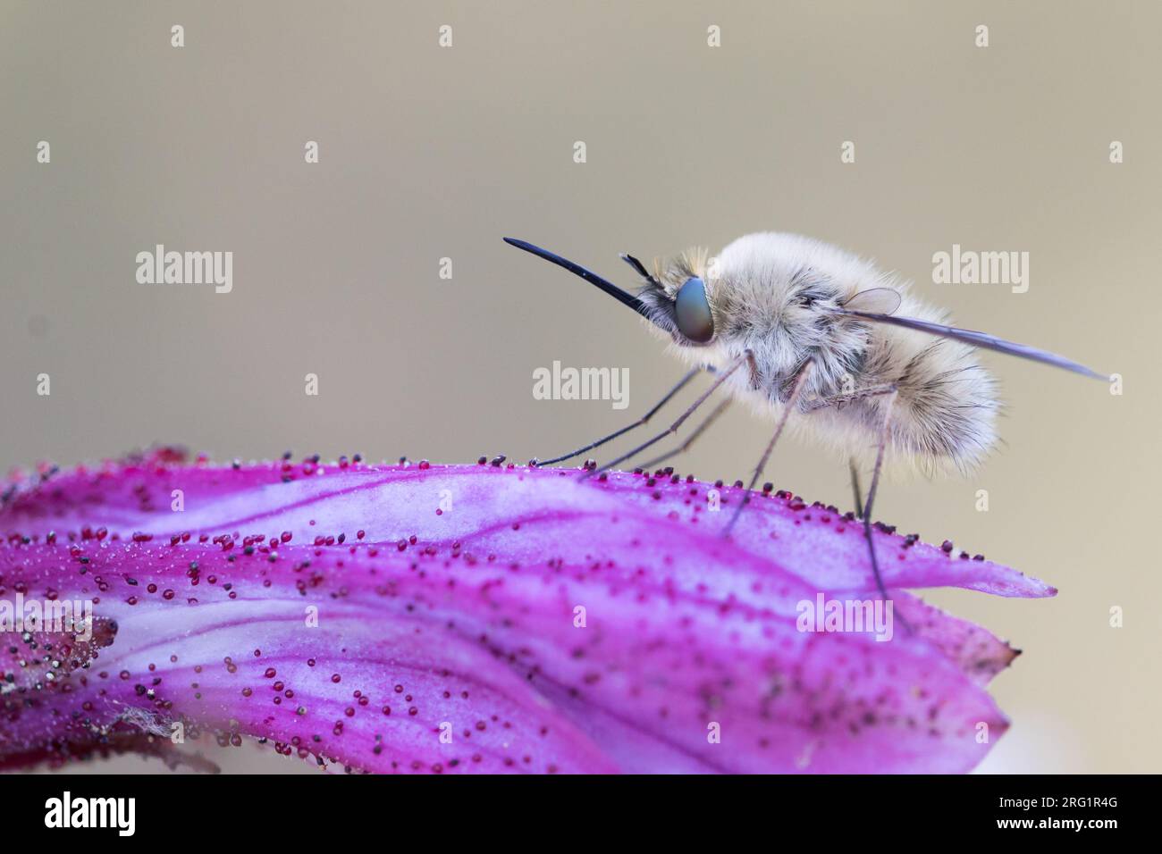 Evolution of flies hi-res stock photography and images - Alamy