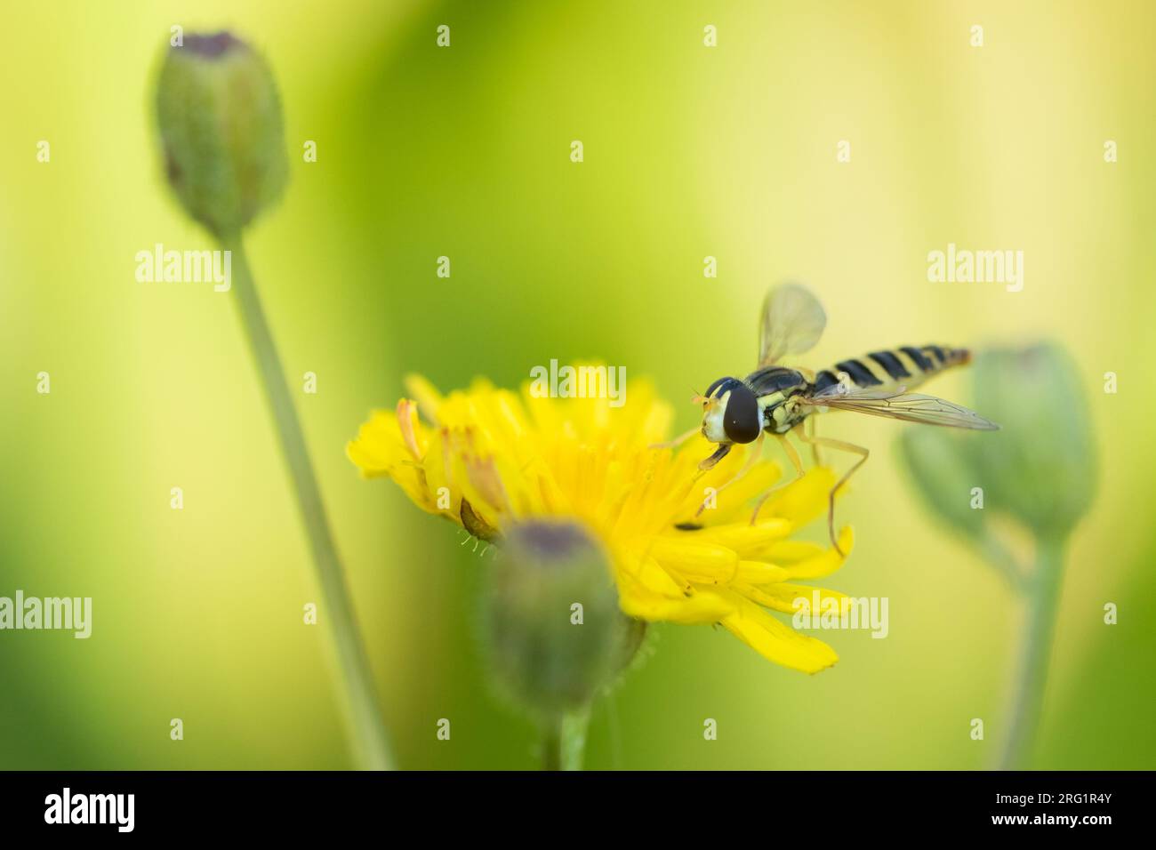 Sphaerophoria scripta - Long Hoverfly - Gewöhnliche ...