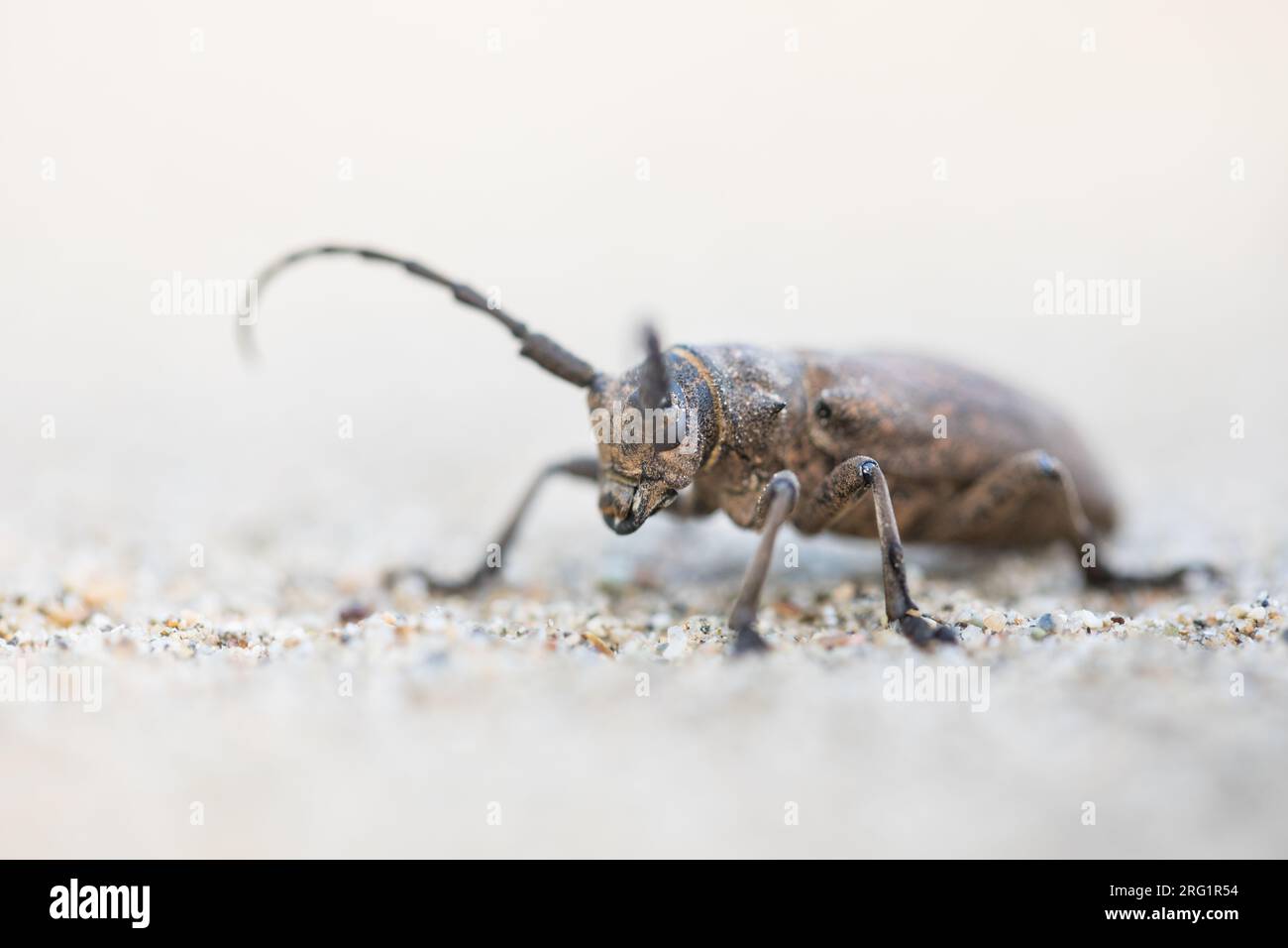 Lamia textor - Weaver beetle - Weberbock, Russia (Baikal), imago Stock ...