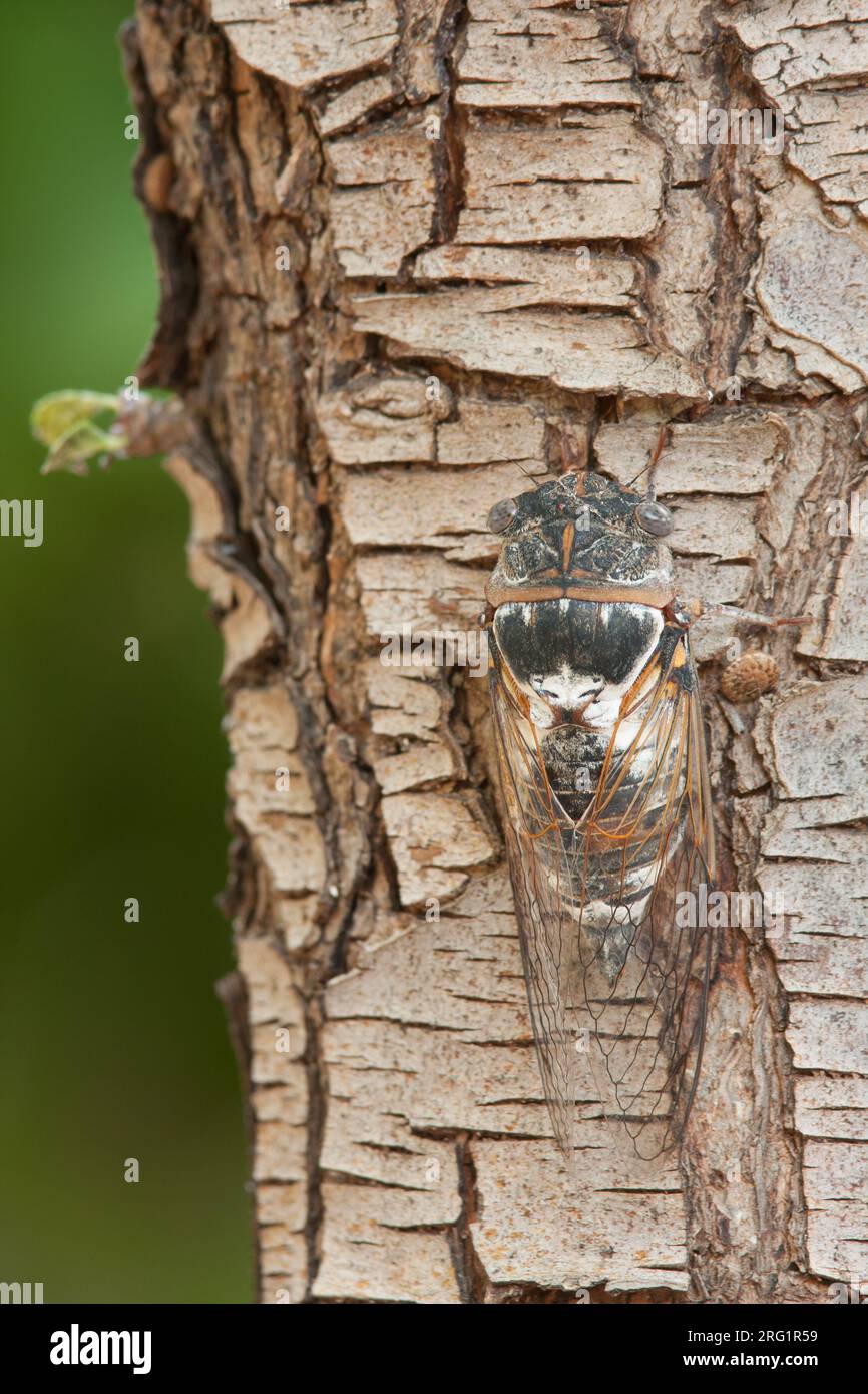 Cicada greece hi-res stock photography and images - Alamy