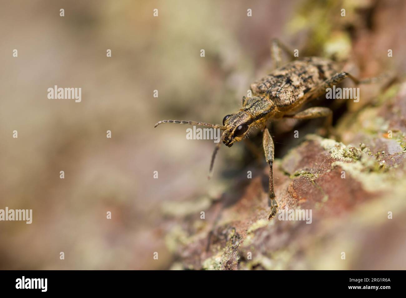 Rhagium inquisitor rhagium inquisitor hi-res stock photography and ...