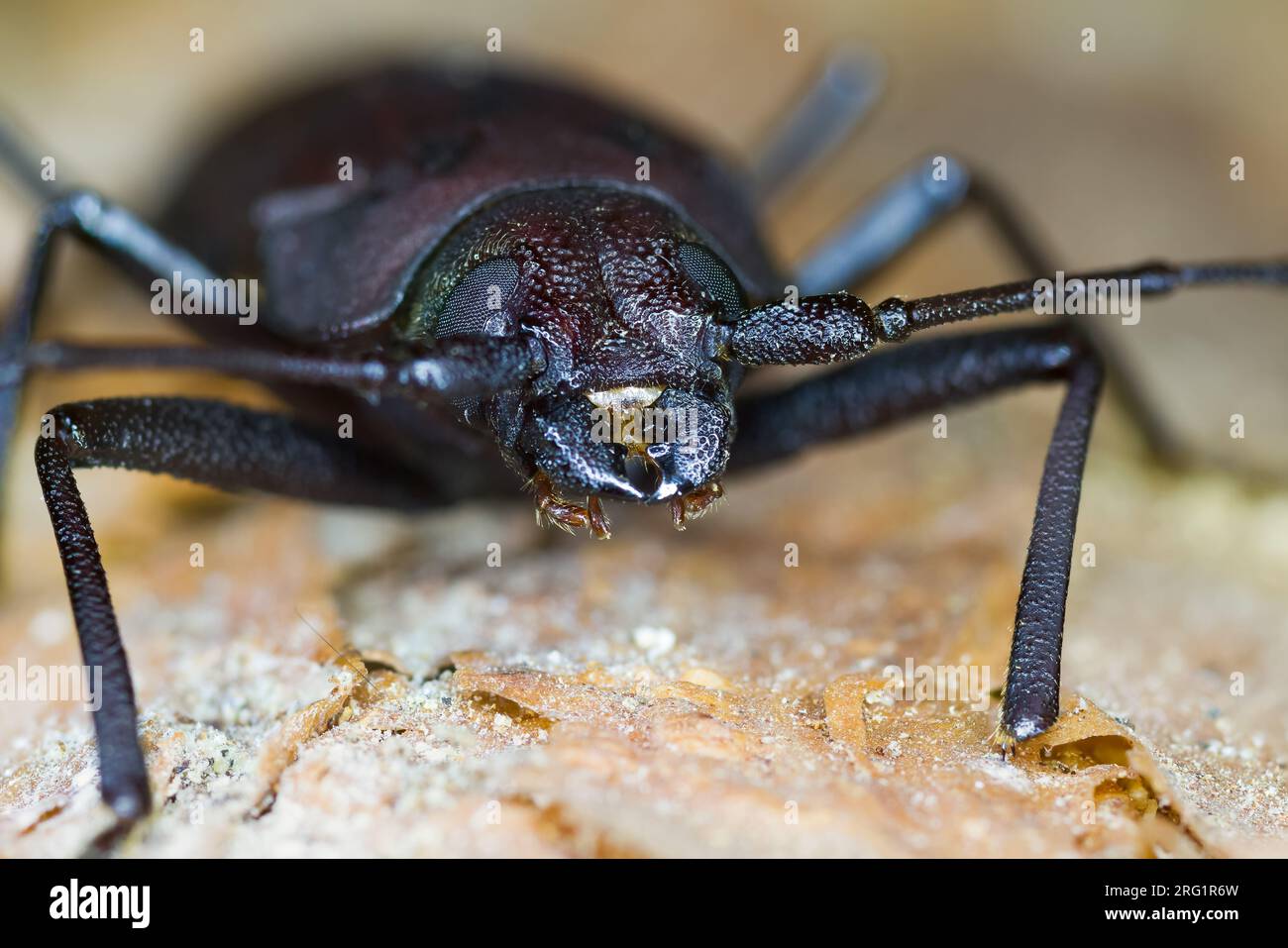 Ergates faber - Mulmbock, Germany, imago Stock Photo - Alamy