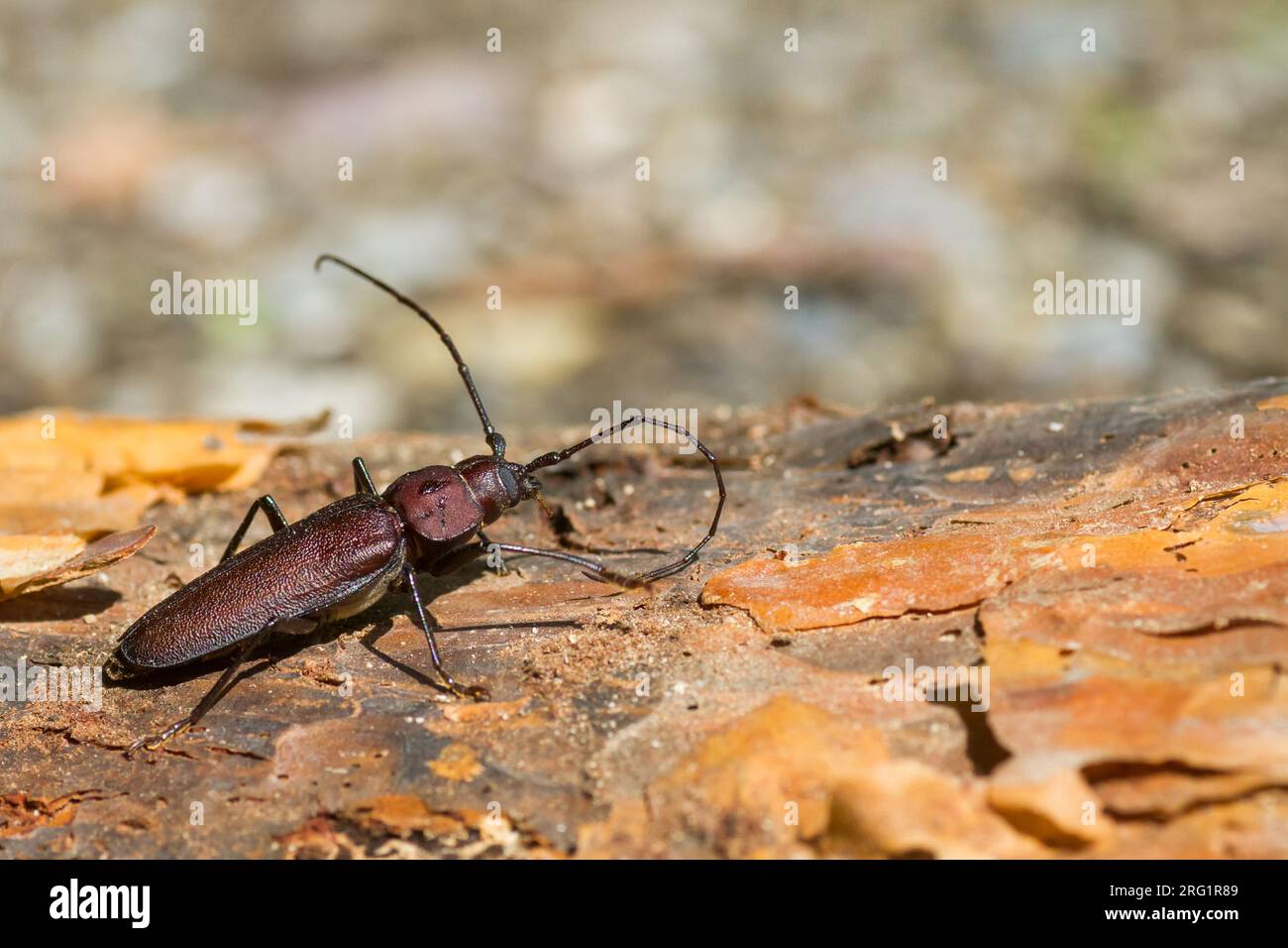 Ergates faber - Mulmbock, Germany, imago Stock Photo - Alamy