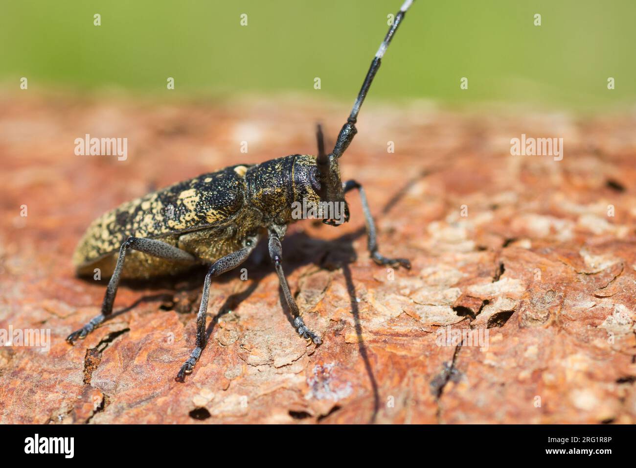 Monochamus hi-res stock photography and images - Alamy