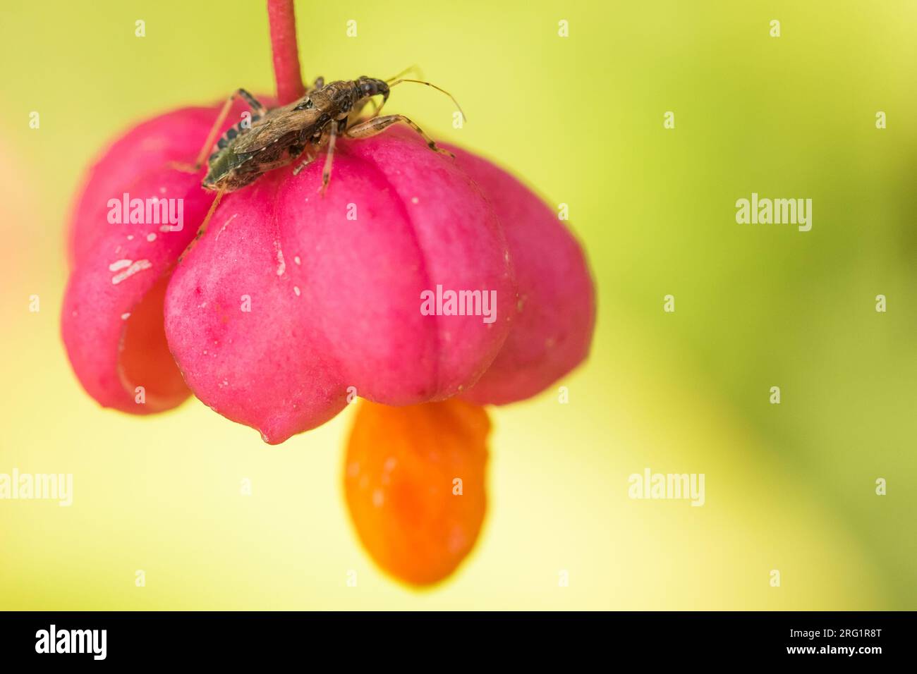 Himacerus mirmicoides - Ant damsel bug - Ameisensichelwanze, Germany ...