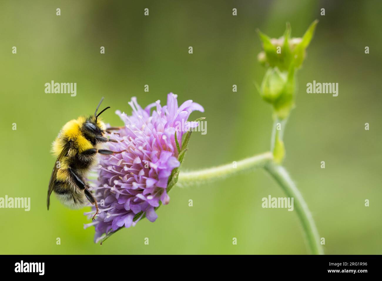 Bombus lucorum - White-tailed bumblebee - Helle Erdhummel, Italy (South ...