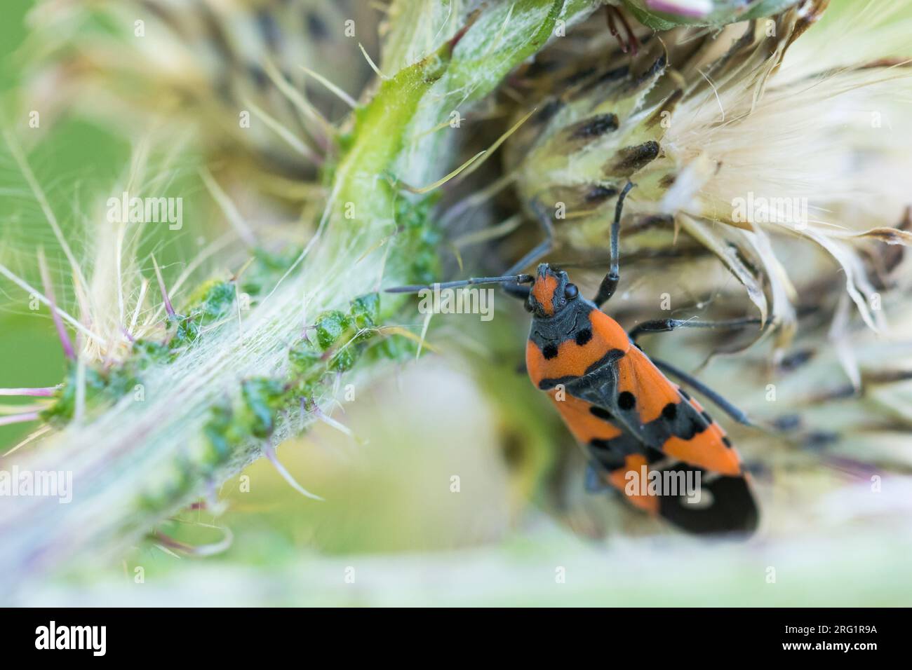 Lygaeus equestris - Black-and-Red-bug - Ritterwanze, Slowenia, imago ...