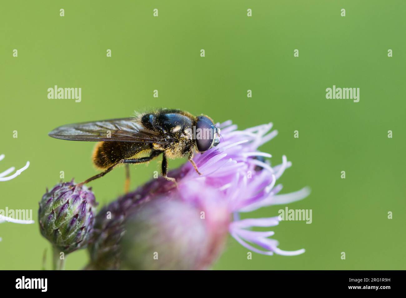 Vulpina hi-res stock photography and images - Alamy