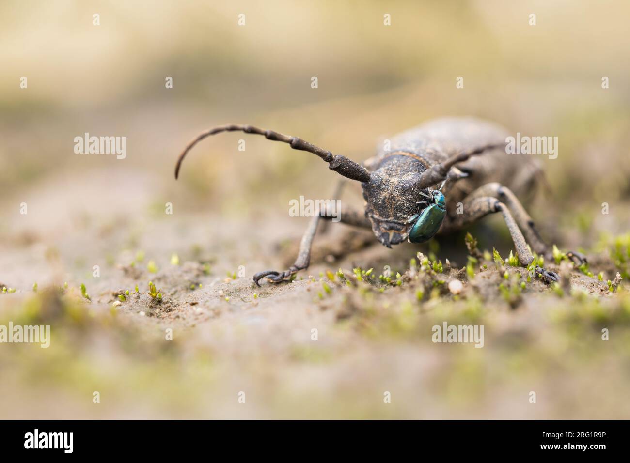 Lamia textor - Weaver beetle - Weberbock, Russia (Baikal), imago Stock ...