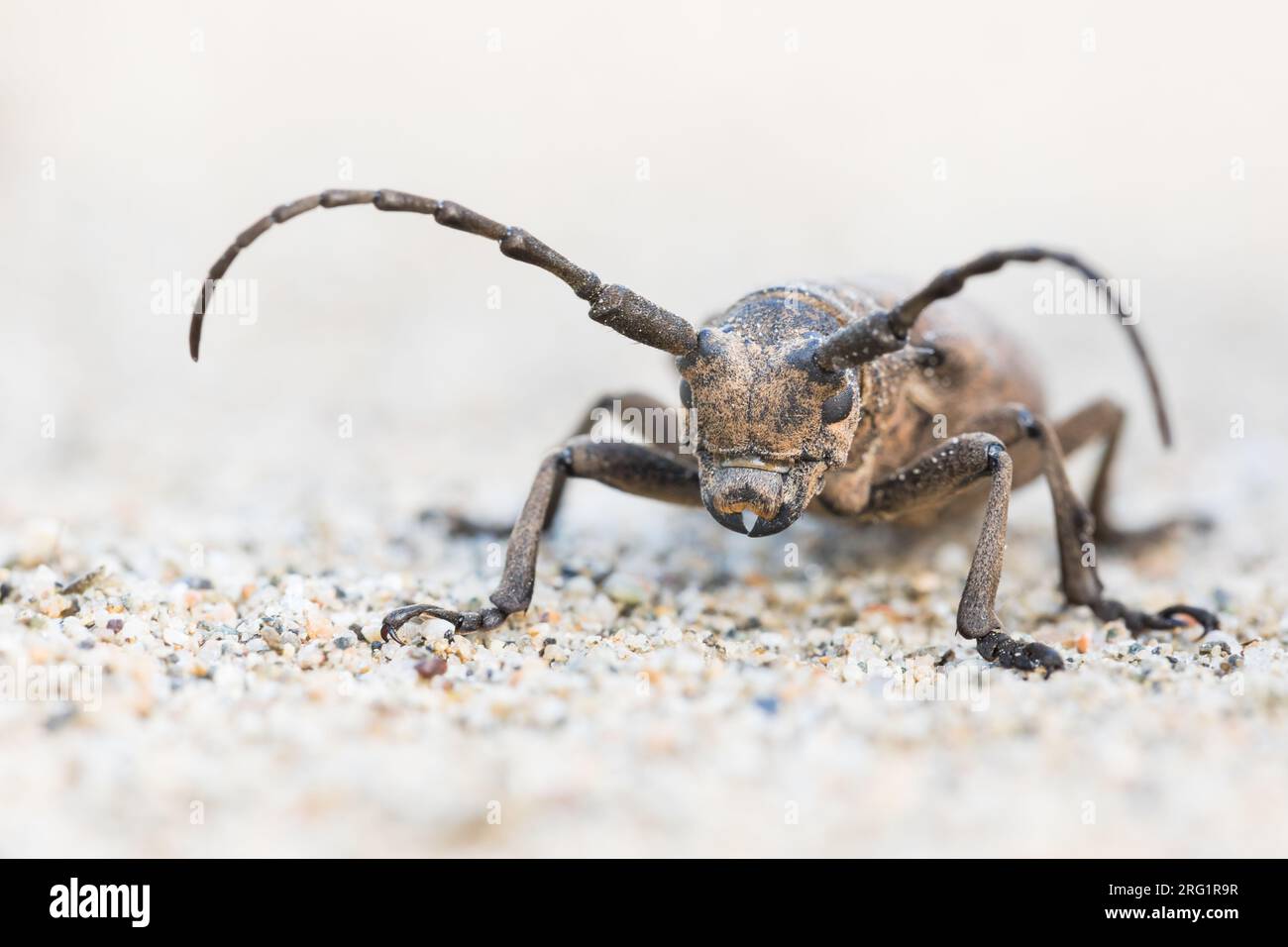 Lamia textor - Weaver beetle - Weberbock, Russia (Baikal), imago Stock ...