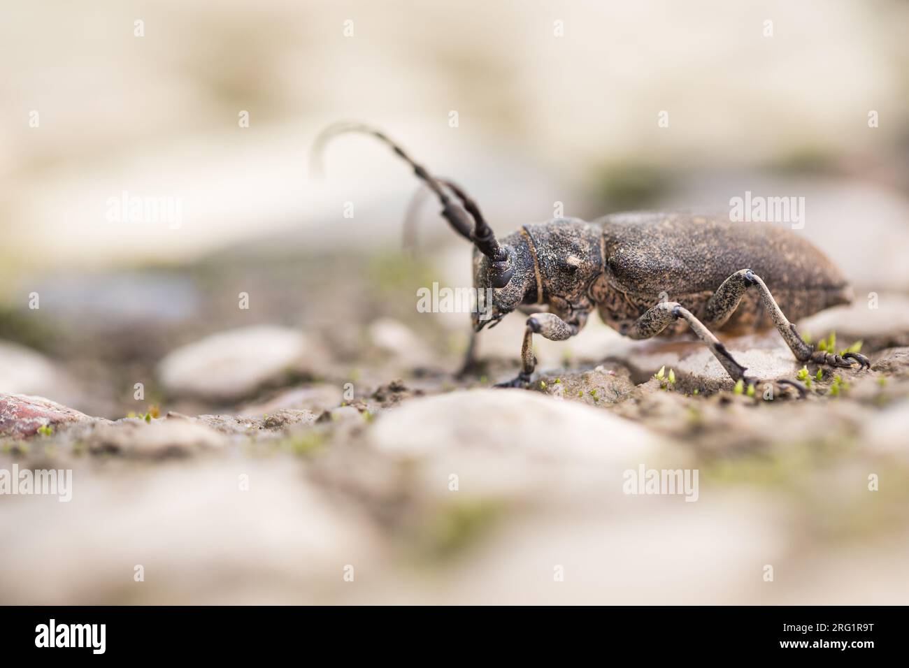 Lamia textor - Weaver beetle - Weberbock, Russia (Baikal), imago Stock ...