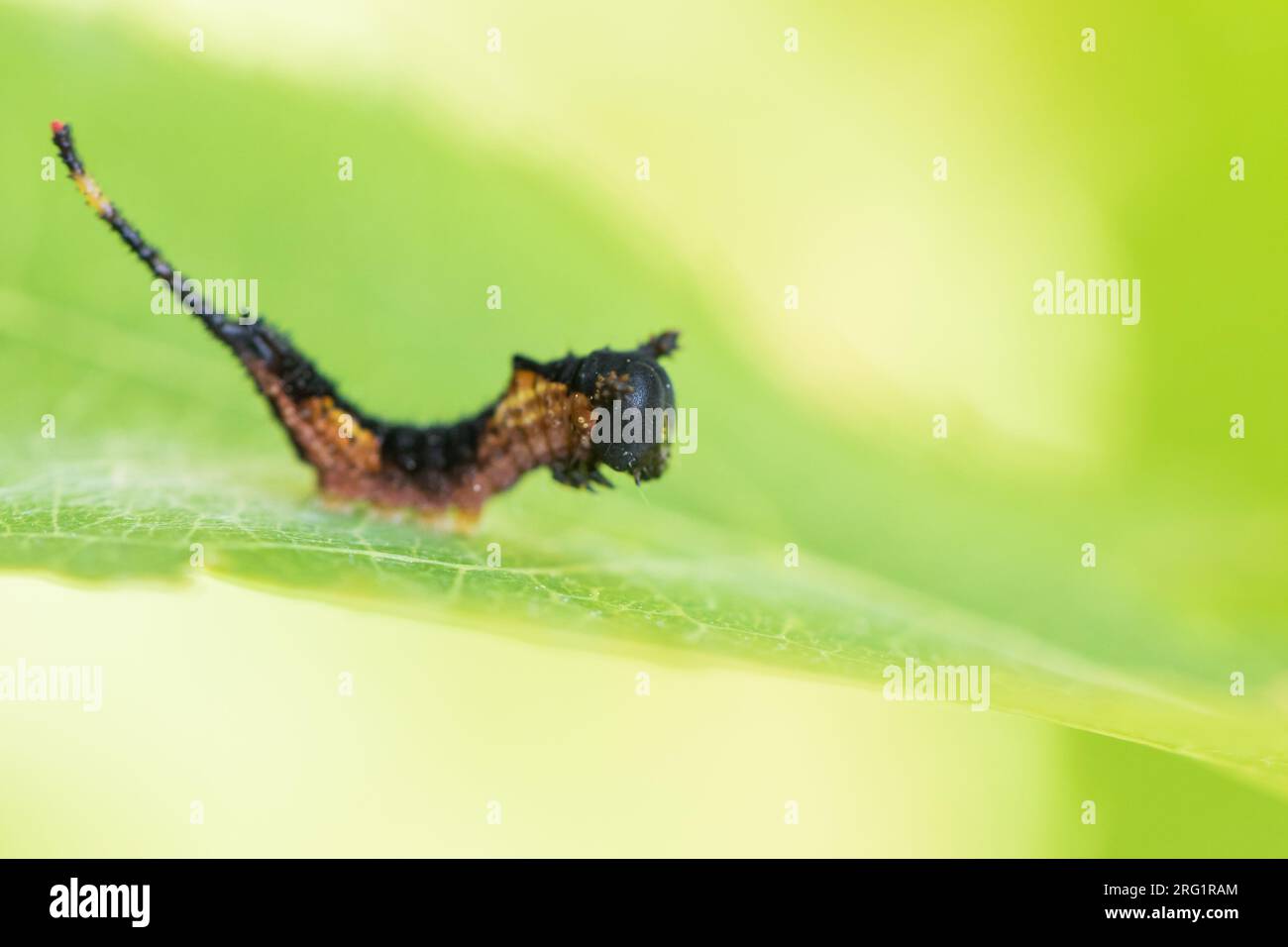 Cerura vinula - Puss moth - Grosser Gabelschwanz, Italy, larvae Stock ...