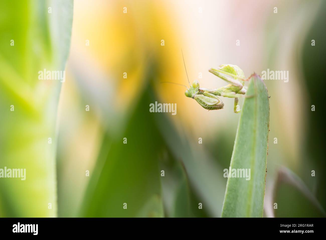 Dwarf mantis hi-res stock photography and images - Alamy