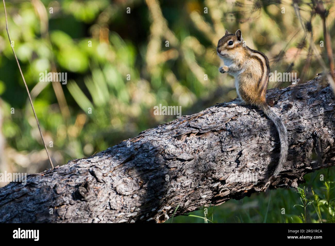 Adult Siberian Chipmunk (Tamias sibiricus) in forest in Russia ...