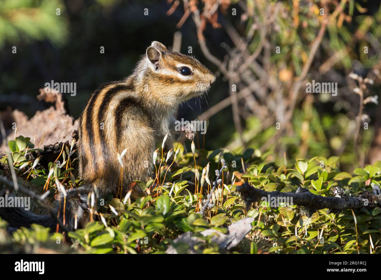 Adult Siberian Chipmunk (Tamias sibiricus) in forest in Russia ...