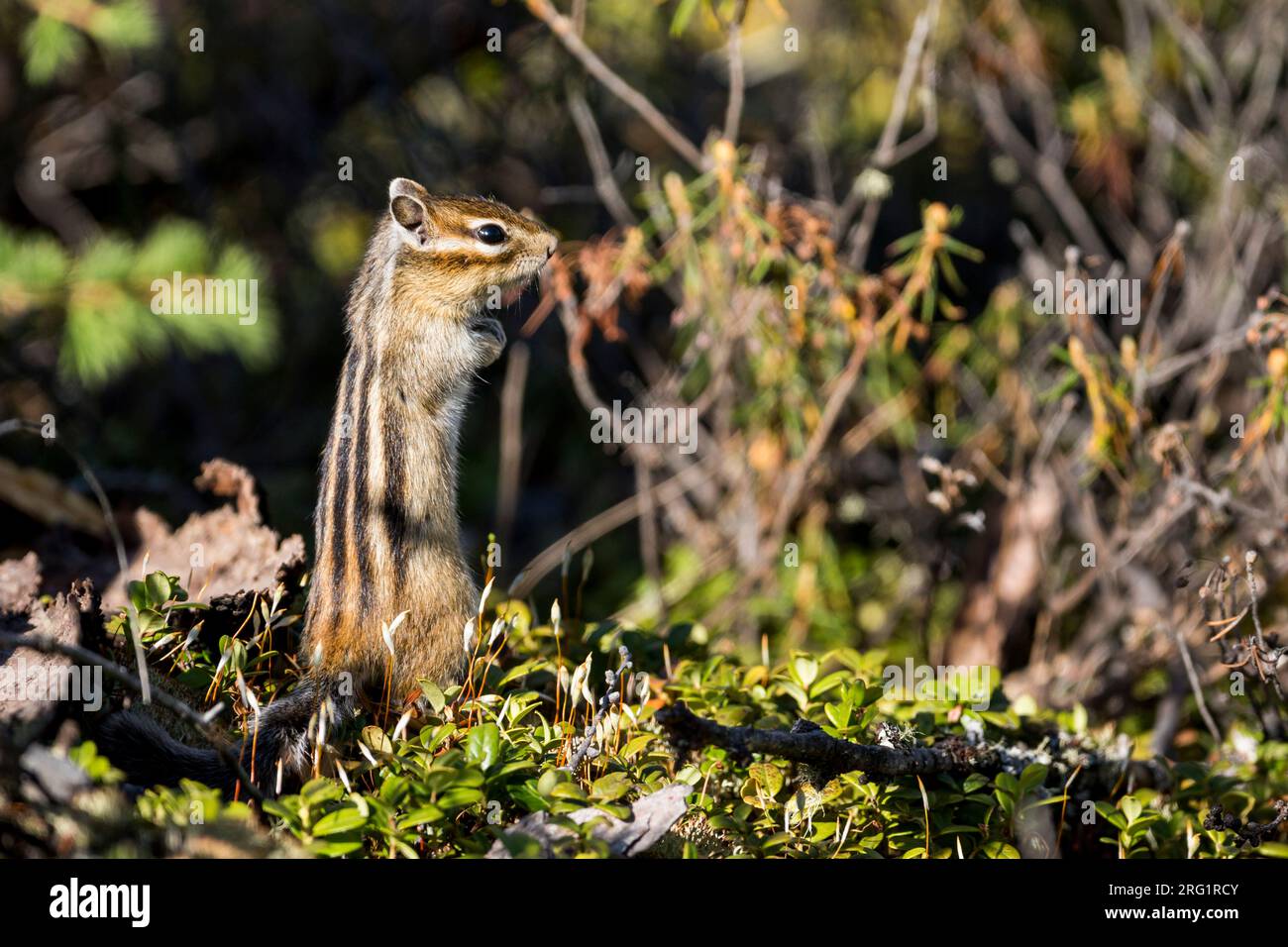 Asian chipmunk hi-res stock photography and images - Alamy
