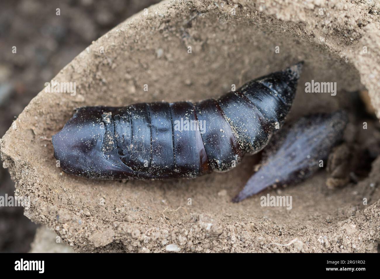 Acherontia atropos - Deaths-head Hawk Moth - Totenkopfschwärmer ...
