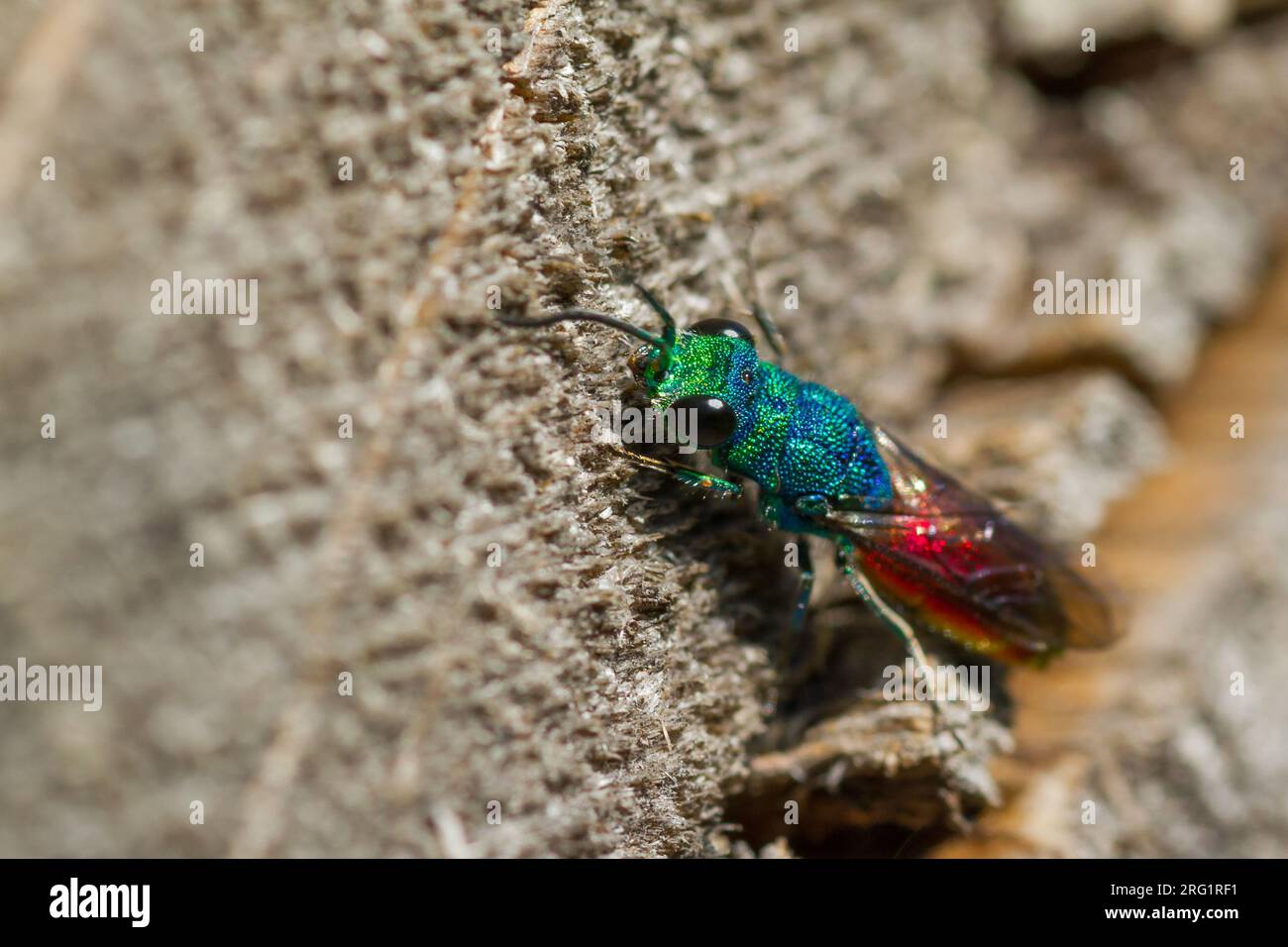 Chrysis ignita - Ruby-tailed Wasp - Gemeine Goldwespe, Germany (Baden ...