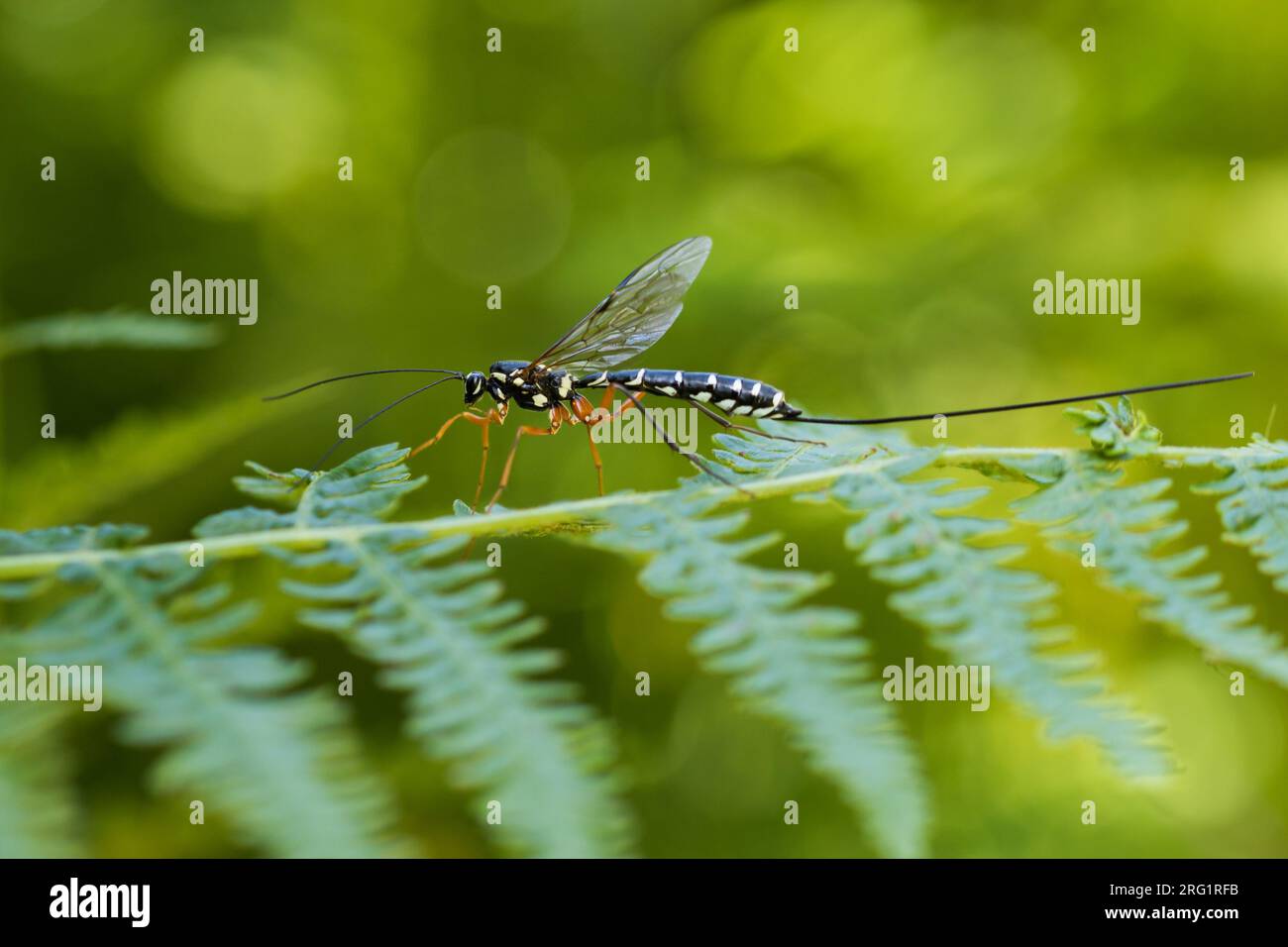 Rhyssa persuasoria - Giant Ichneumon - Riesenholzwespen-Schlupfwespe ...