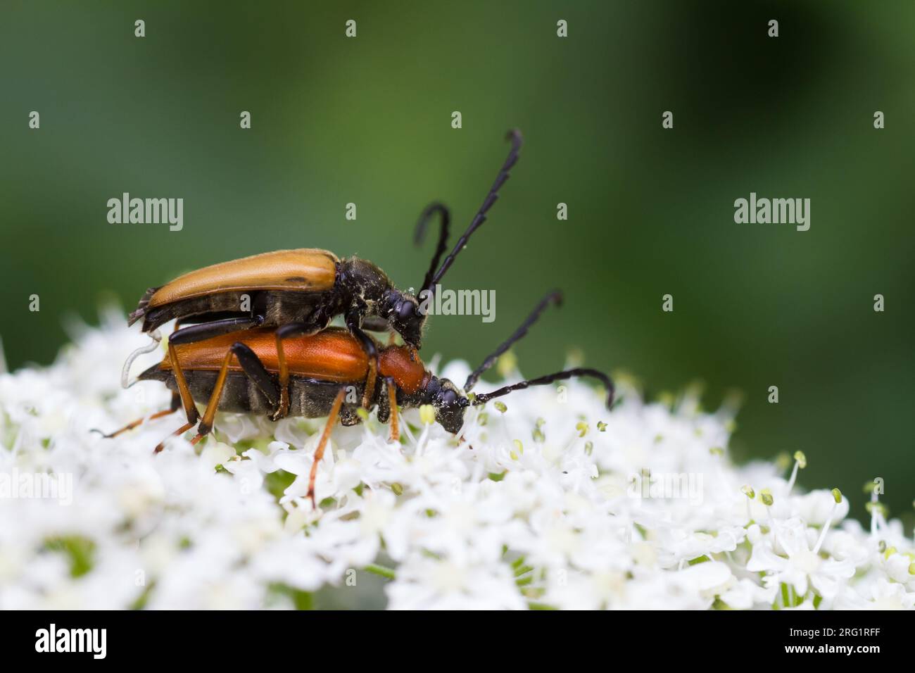 Leptura rubra - Red-brown Longhorn Beetle - Rothalsbock, Germany, imago ...